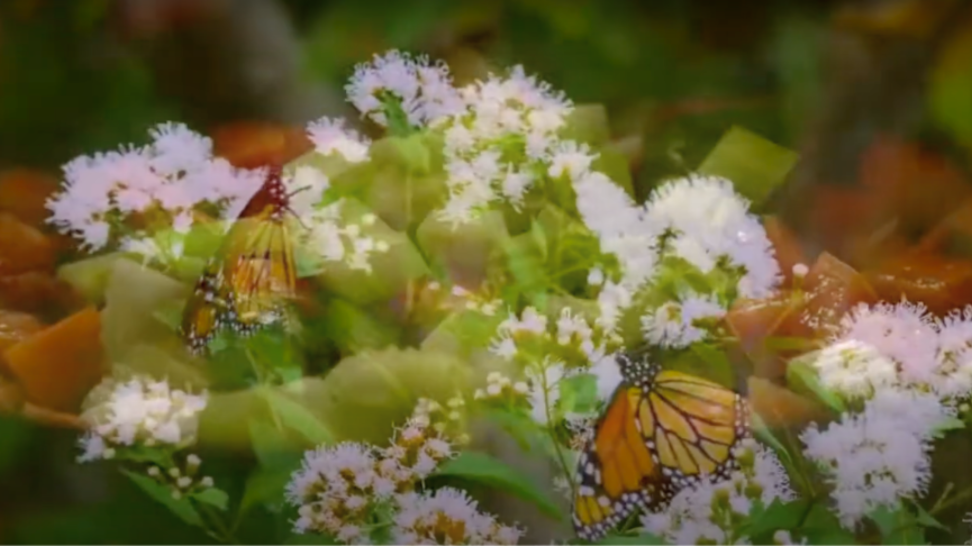 February '23 Moving Image • Adelaide Festival Centre